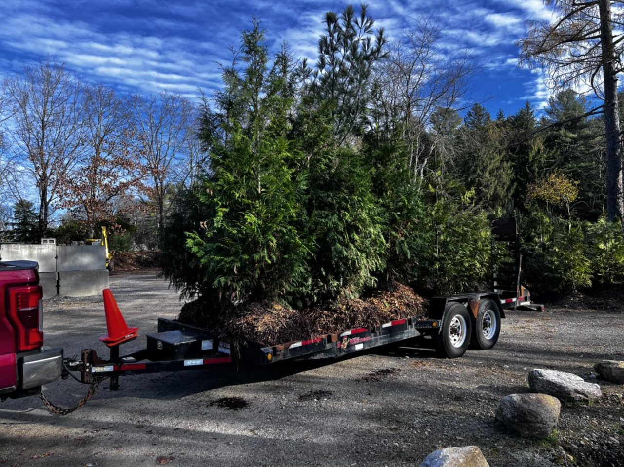 Plant & Tree Installations - Sunset Nurseries